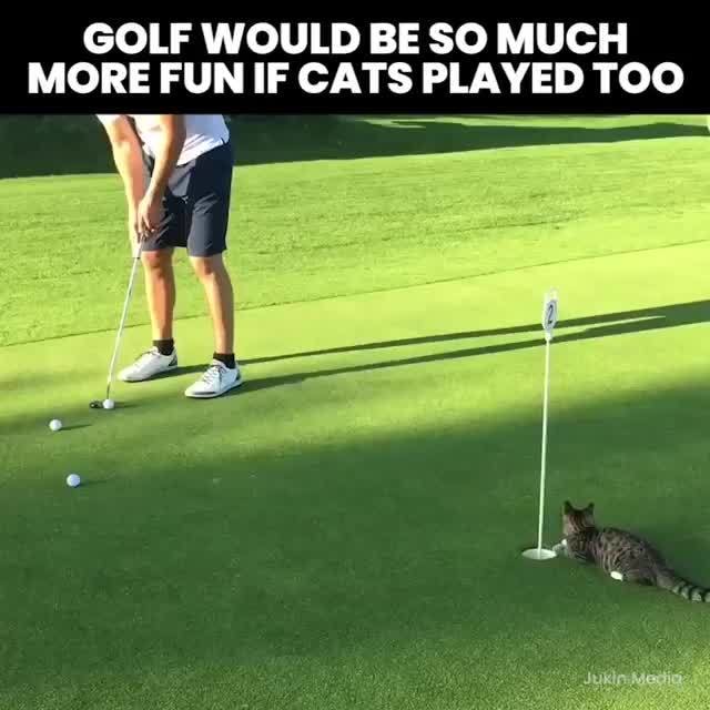 GOLF WOULD BE SO MUCH MORE FUN IF CATS PLAYED TOO - iFunny :)
