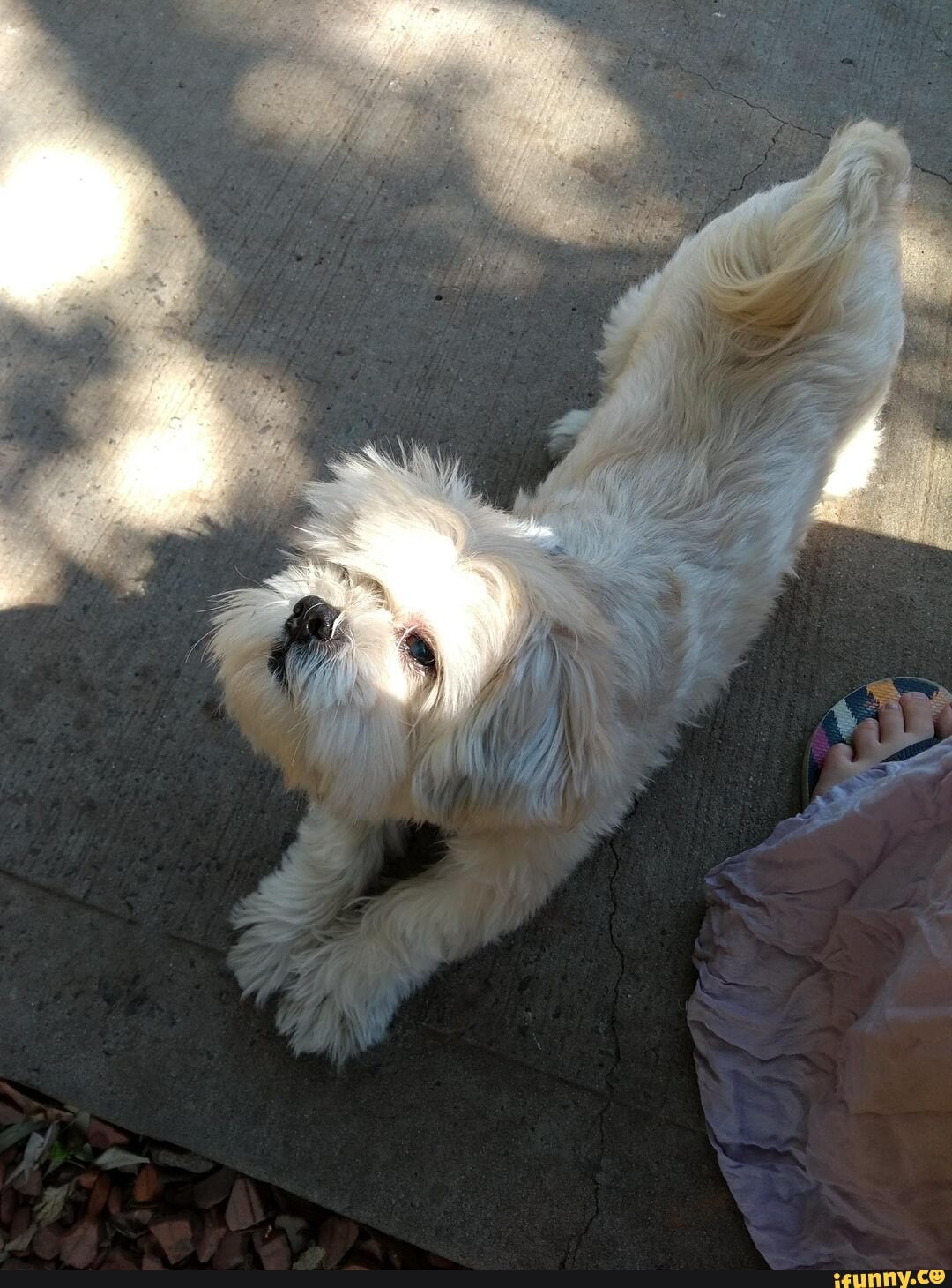 Ommmmm memes. Best Collection of funny Ommmmm pictures on iFunny