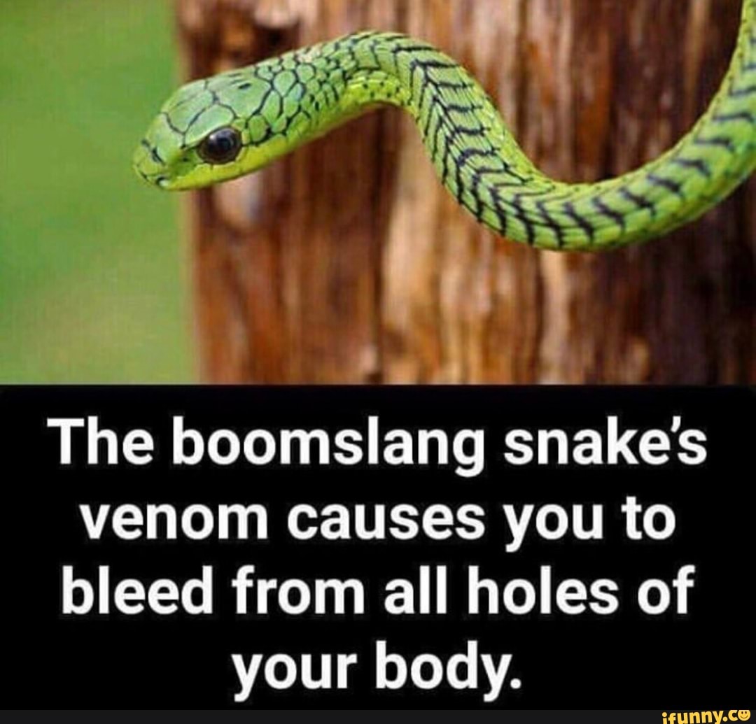 The boomslang snake's venom causes you to bleed from all holes of vour ...