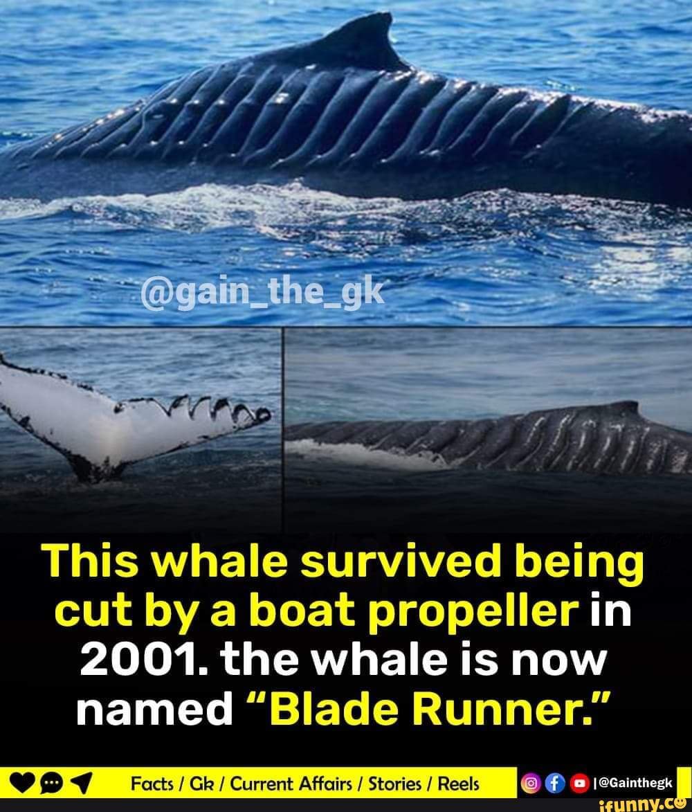 The This whale survived being cut by a boat propeller in 2001. the ...
