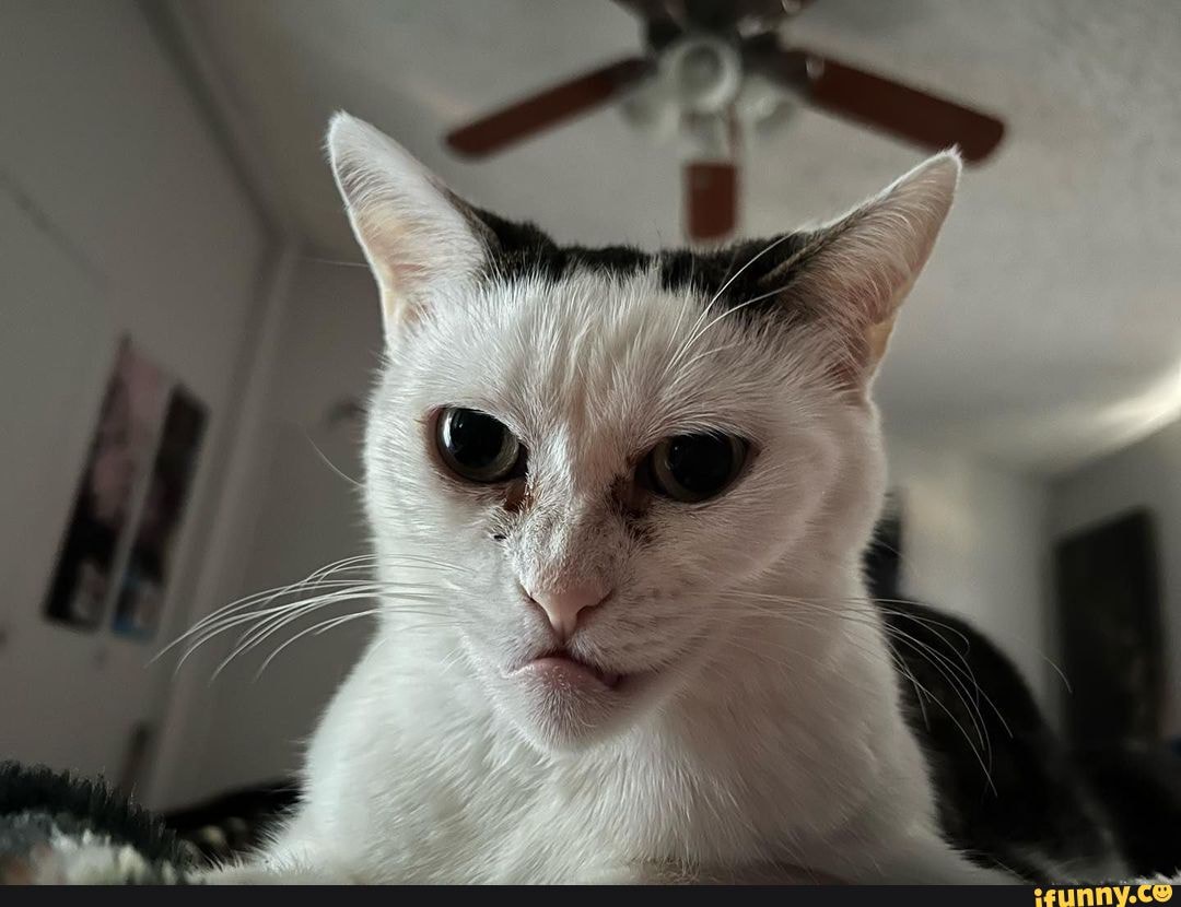 My moms morning view @buscemi_cat #meowed #marla #buscemicat #meme # ...