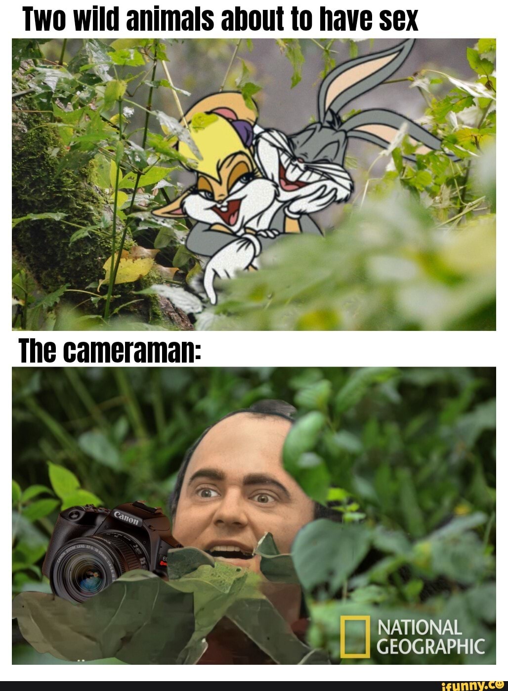 Two wild animals about to have sex The cameraman: NATIONAL GEOGRAPHIC ...