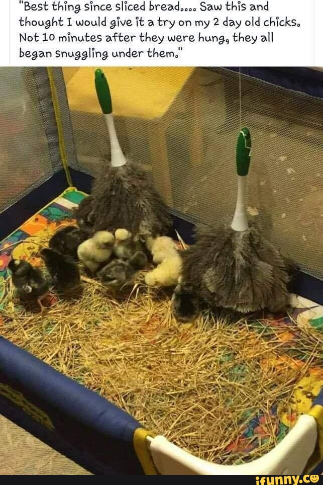 On a 1-9 rubber duck scale, how are things going today? '1 - iFunny