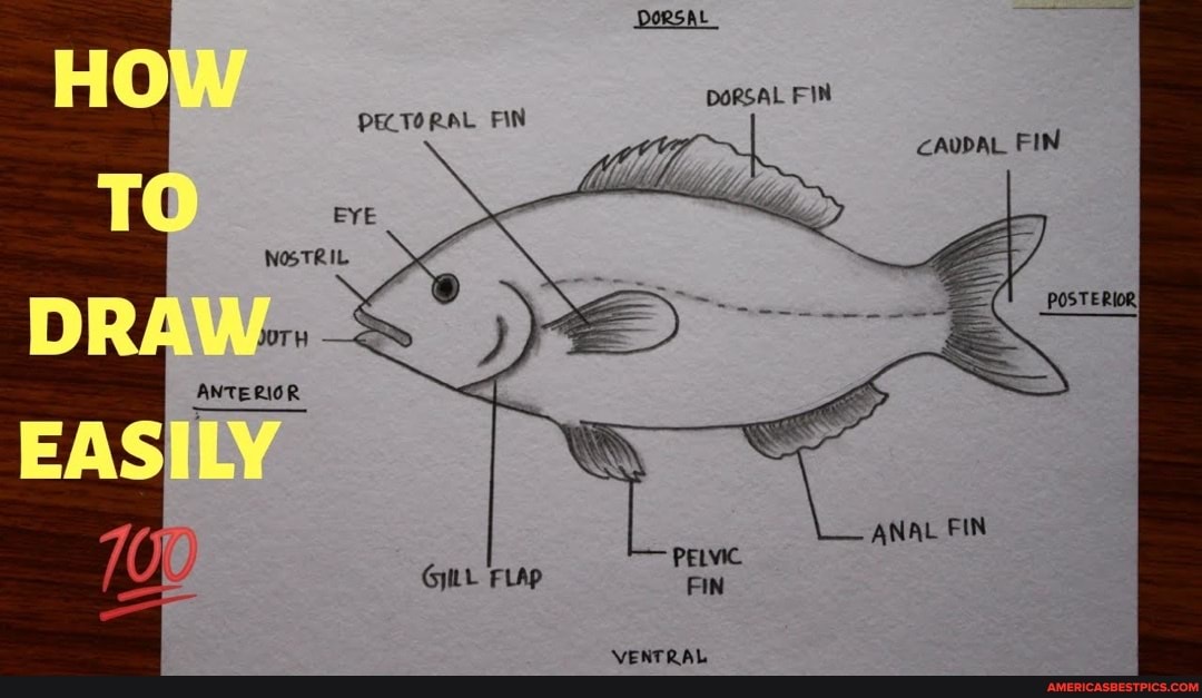 DORSAL DORSAL FIN CAUDAL FIN PECTORAL FIN ( EYE NOSTRIL POSTERIORI JOTH ... DORSAL DORSAL FIN CAUDAL FIN PECTORAL FIN ( EYE NOSTRIL POSTERIORI JOTH ...