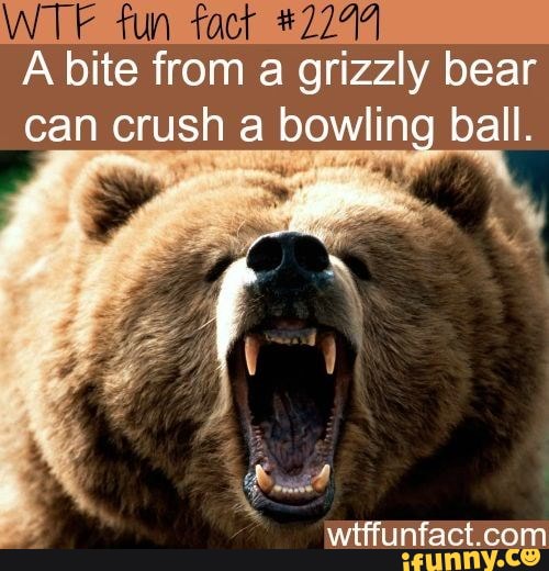 Tun tocr A bite from a grizzly bear can crush a bowling ing ball. - iFunny