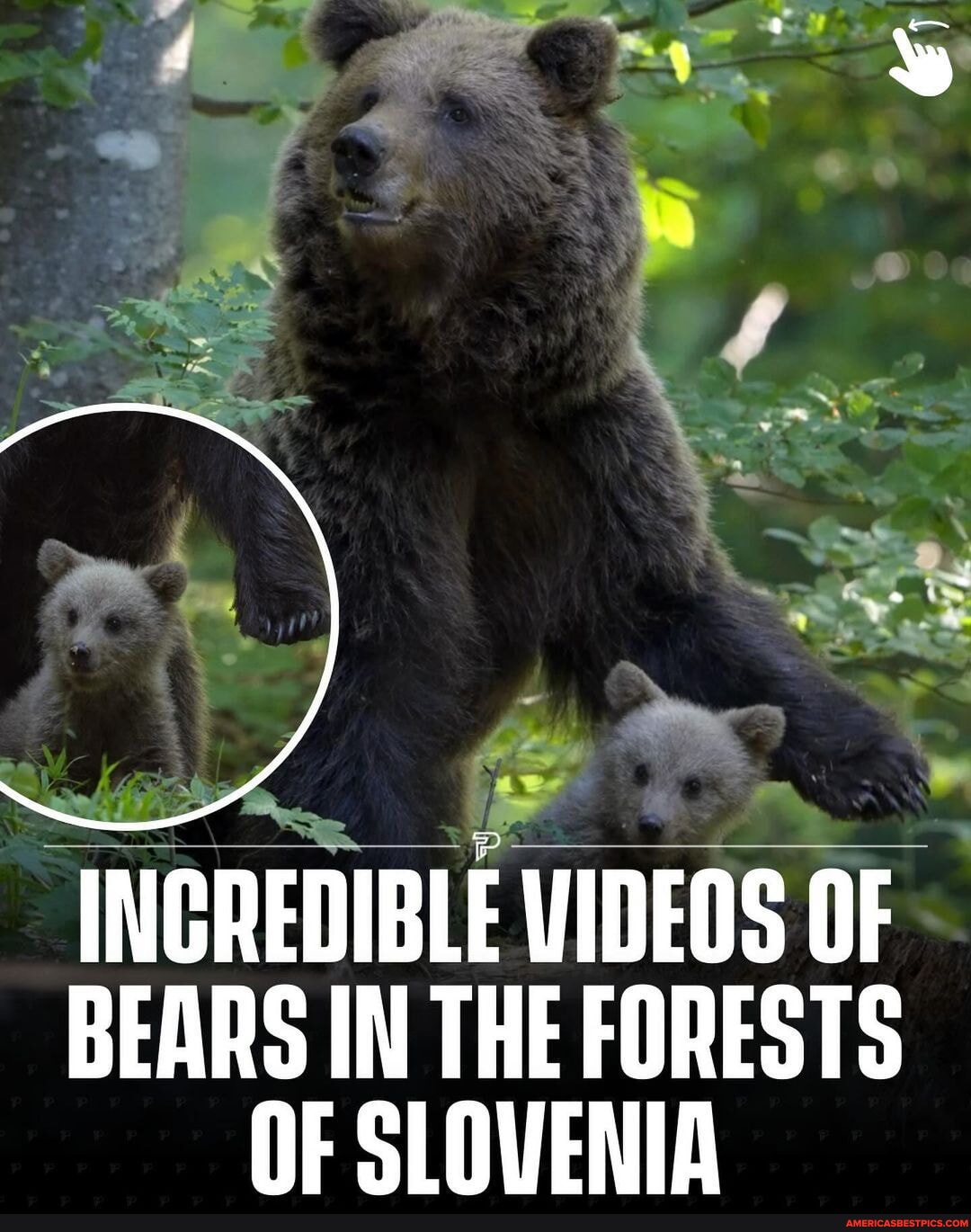 Swipe ️ Photographer captures adorable videos of bears in the forest 🐻😍 ...