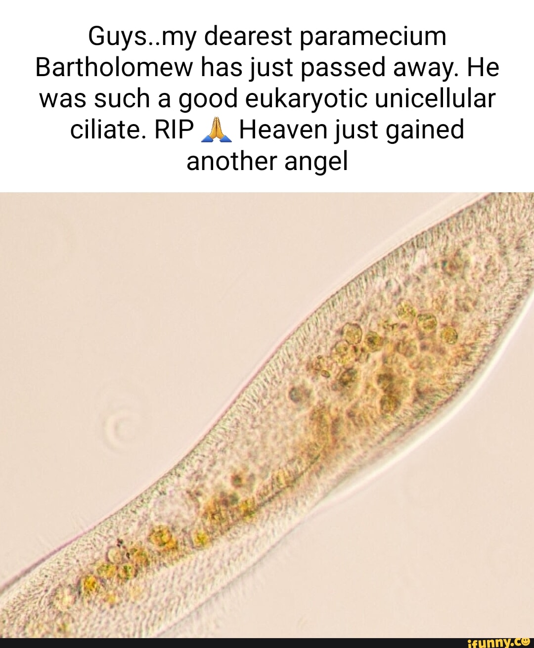Eukaryotic memes. Best Collection of funny Eukaryotic pictures on iFunny
