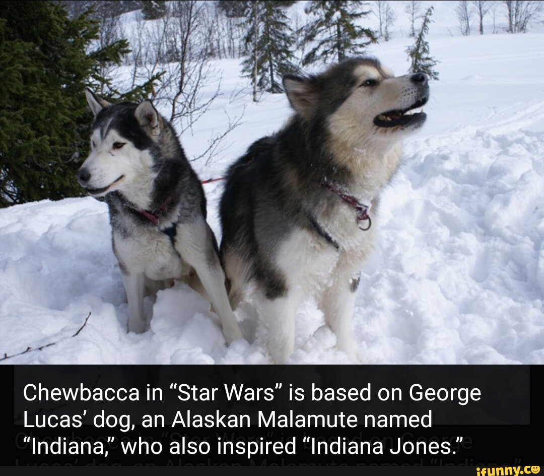 Ana Jones." Chewbacca in "Star Wars" is based on George Lucas' dog, an ...