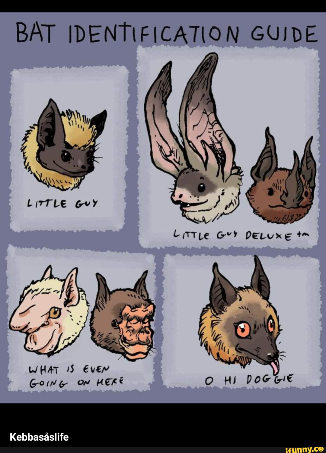 Rule - Rule BAT IDENTIFICATION GUIDE WHAT Evew Gome ow HEKE O Hi DOGGIE Kebbasaslife - iFunny