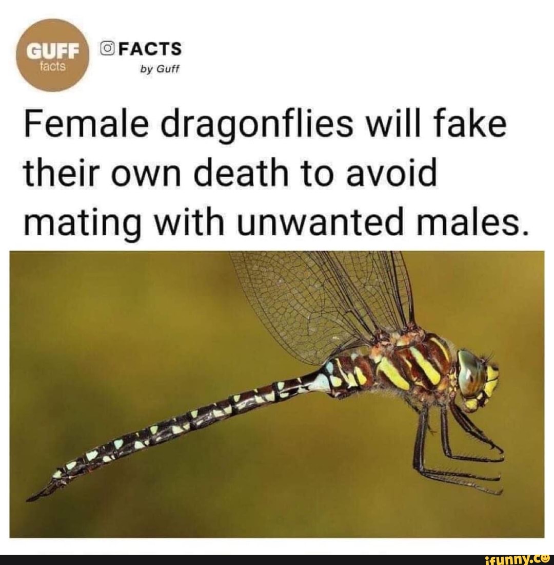 GUFF FACTS by Guff Female dragonflies will fake their own death to ...