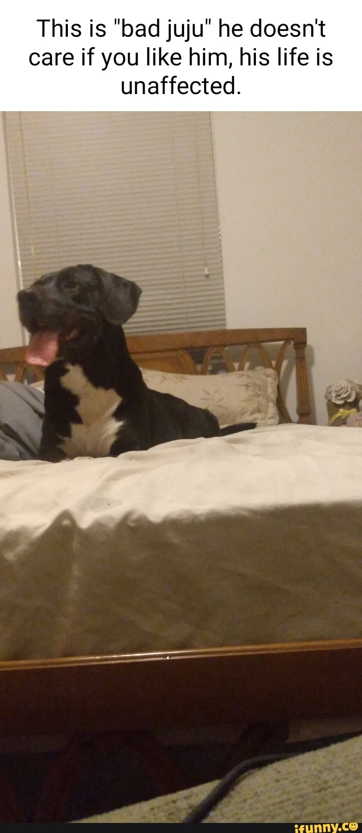 Juju memes. Best Collection of funny Juju pictures on iFunny