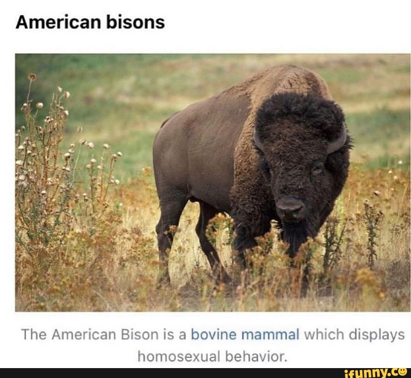 Bisons memes. Best Collection of funny Bisons pictures on iFunny
