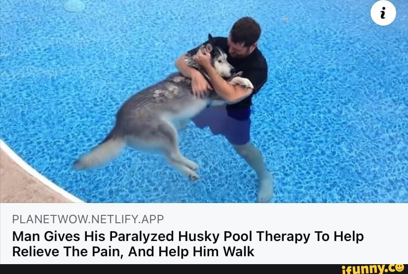 PLANE TWOW.NETLIFY.APP Man Gives His Paralyzed Husky Pool Therapy To ...