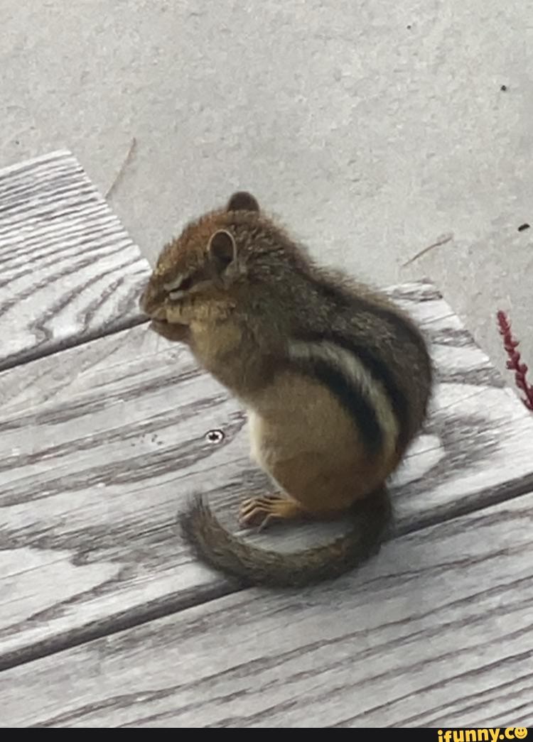 Chooo memes. Best Collection of funny Chooo pictures on iFunny