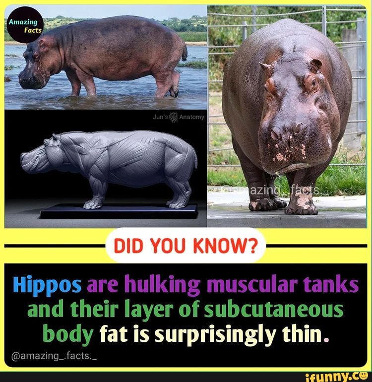 DID YOU KNOW? Hippos are hulking muscular tanks and their layer of ...
