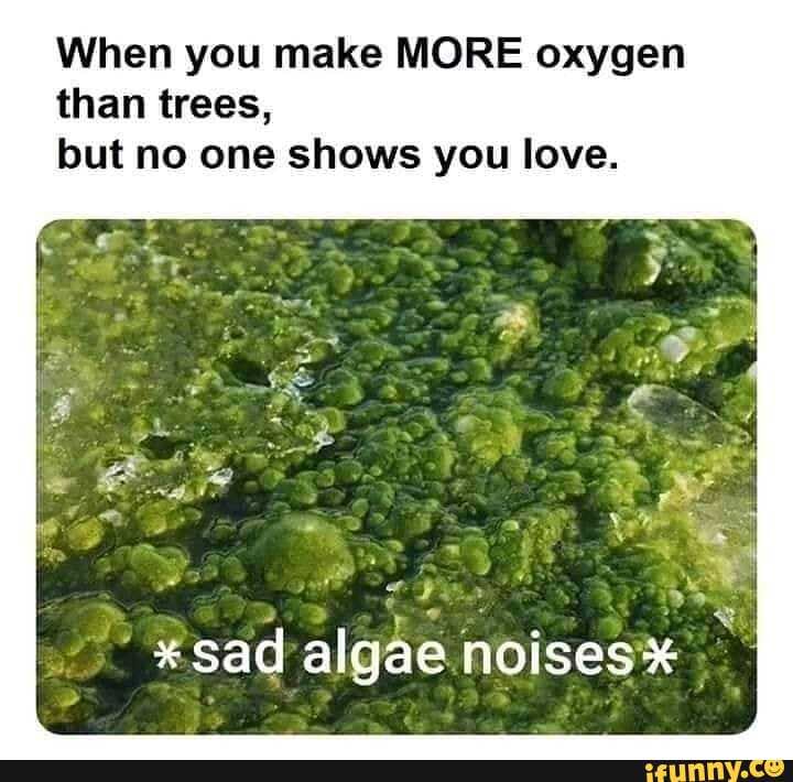 When you make MORE oxygen than trees, but no one shows you love. - iFunny