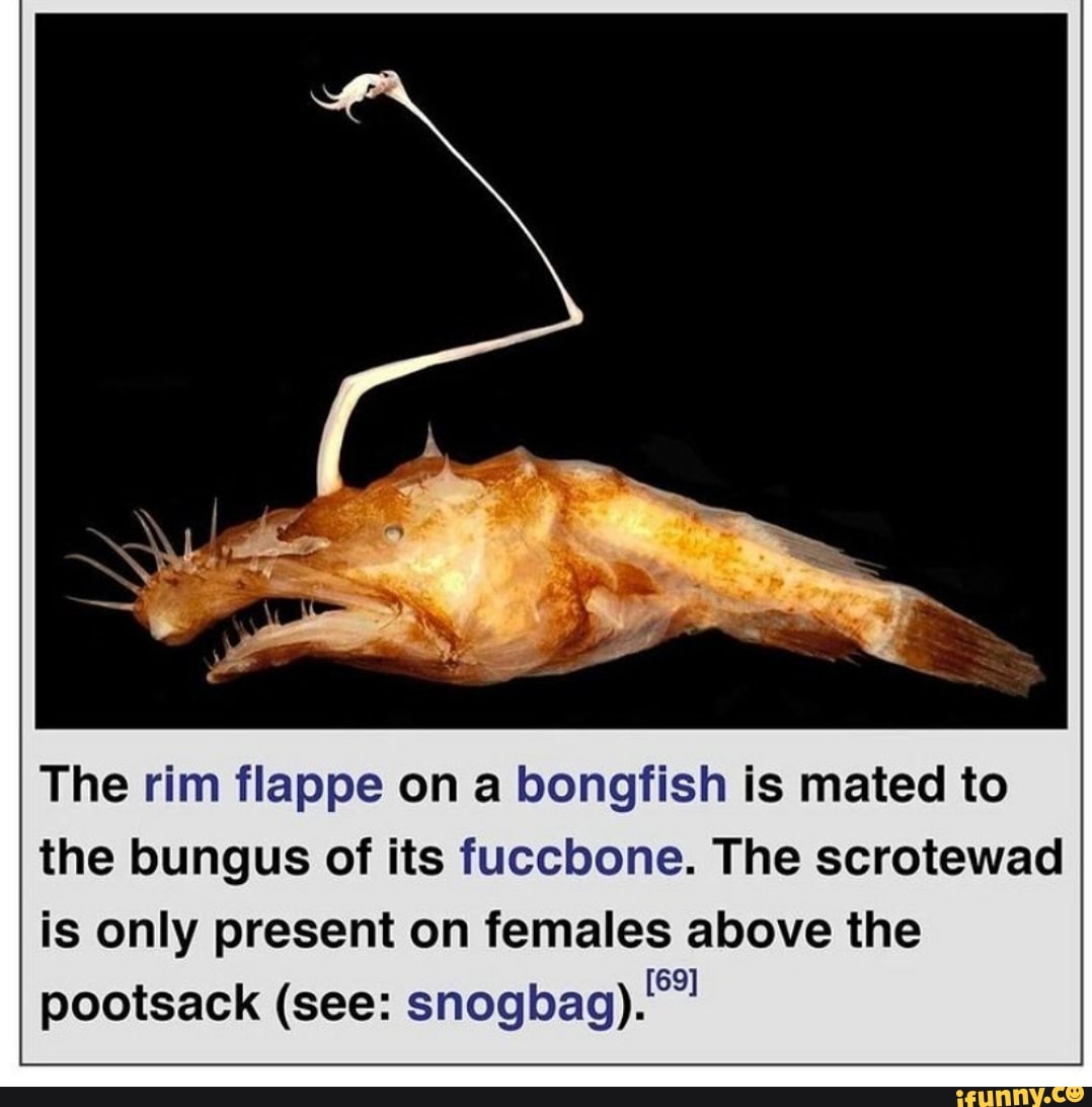 Bongfish memes. Best Collection of funny Bongfish pictures on iFunny