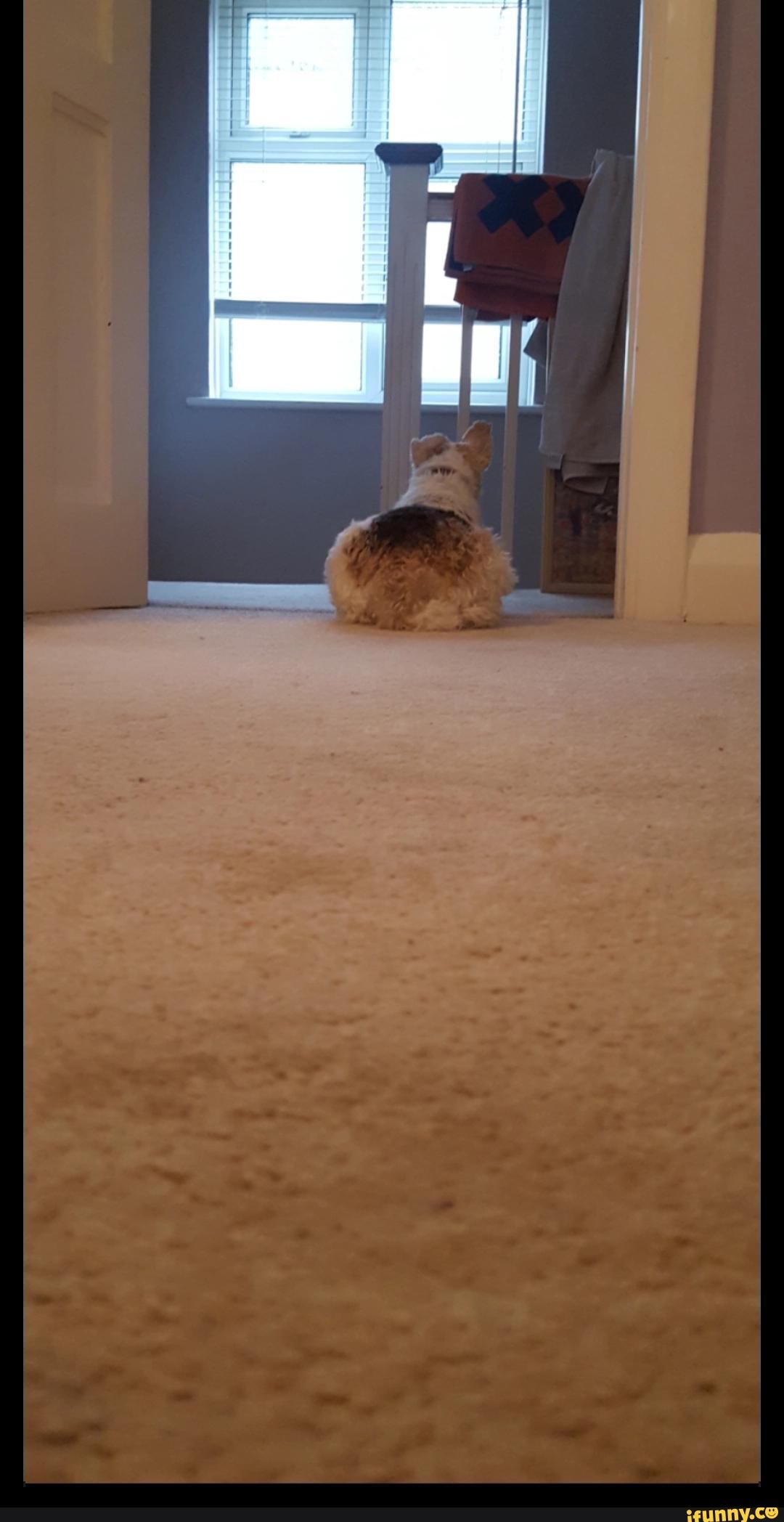 Thicccc memes. Best Collection of funny Thicccc pictures on iFunny