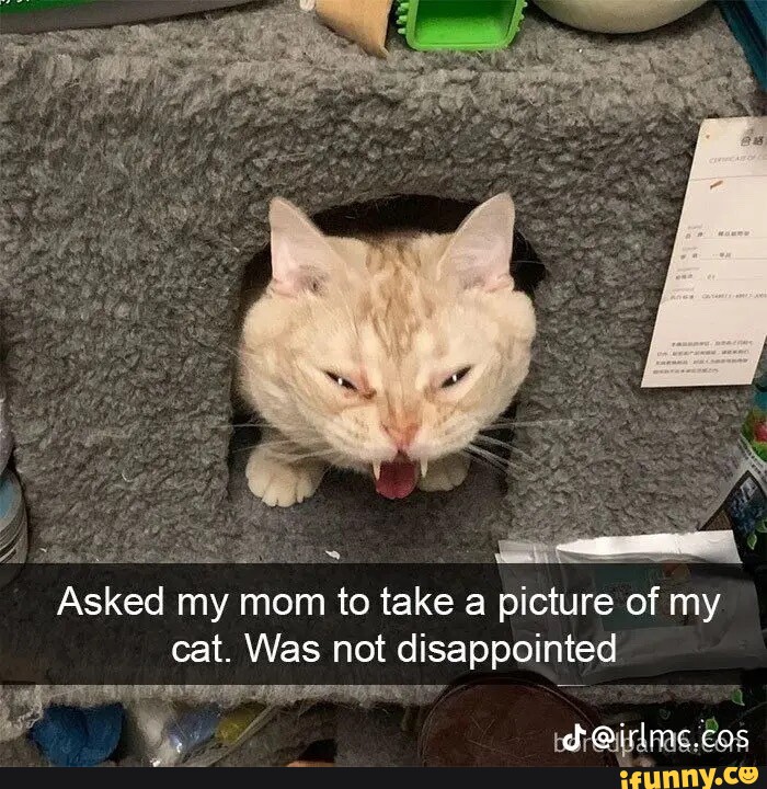 Asked my mom to take a picture of my cat. Was not disappointed - iFunny