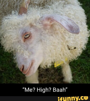 Baah memes. Best Collection of funny Baah pictures on iFunny