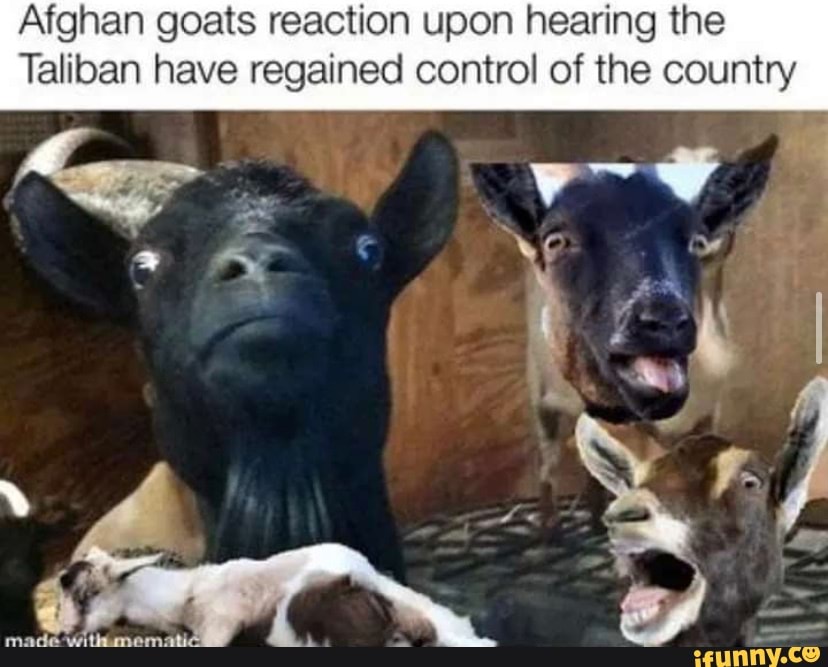Afghan goats reaction upon hearing the Taliban have regained control of ...