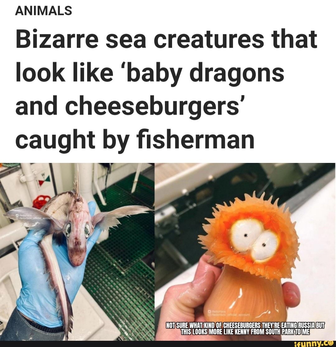 ANIMALS Bizarre sea creatures that look like 'baby dragons and ...