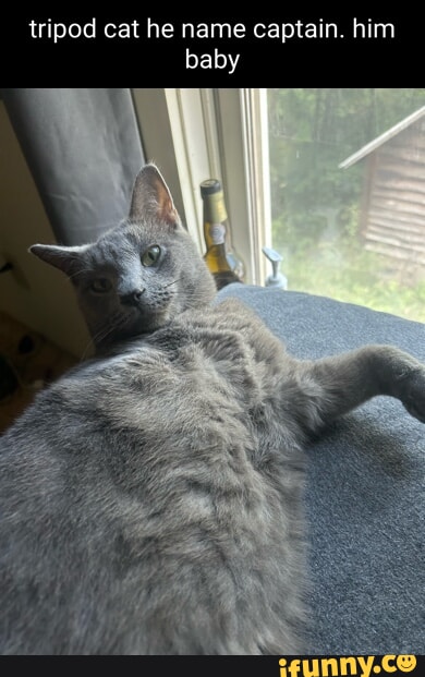 Tripod memes. Best Collection of funny Tripod pictures on iFunny