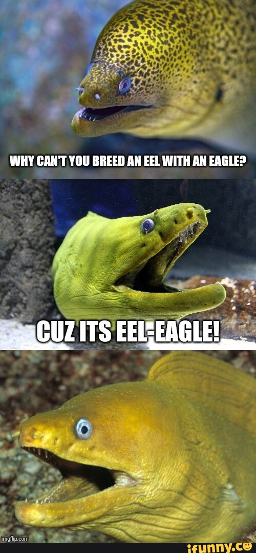Breed memes. Best Collection of funny Breed pictures on iFunny