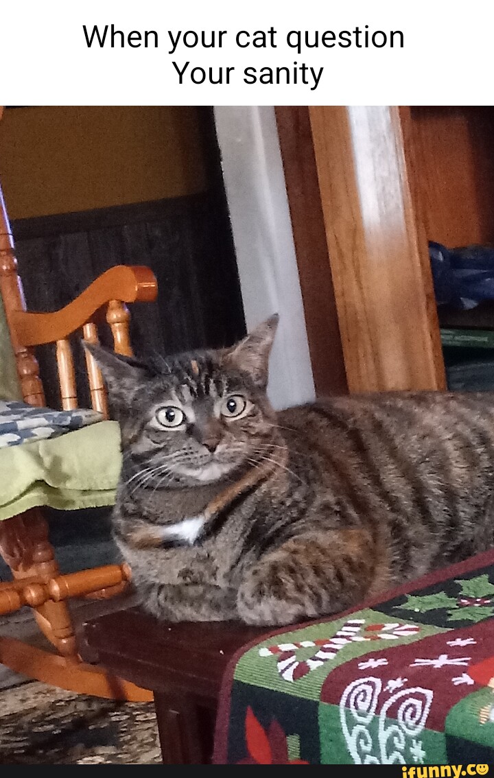 On When your cat quest Your sanity - iFunny