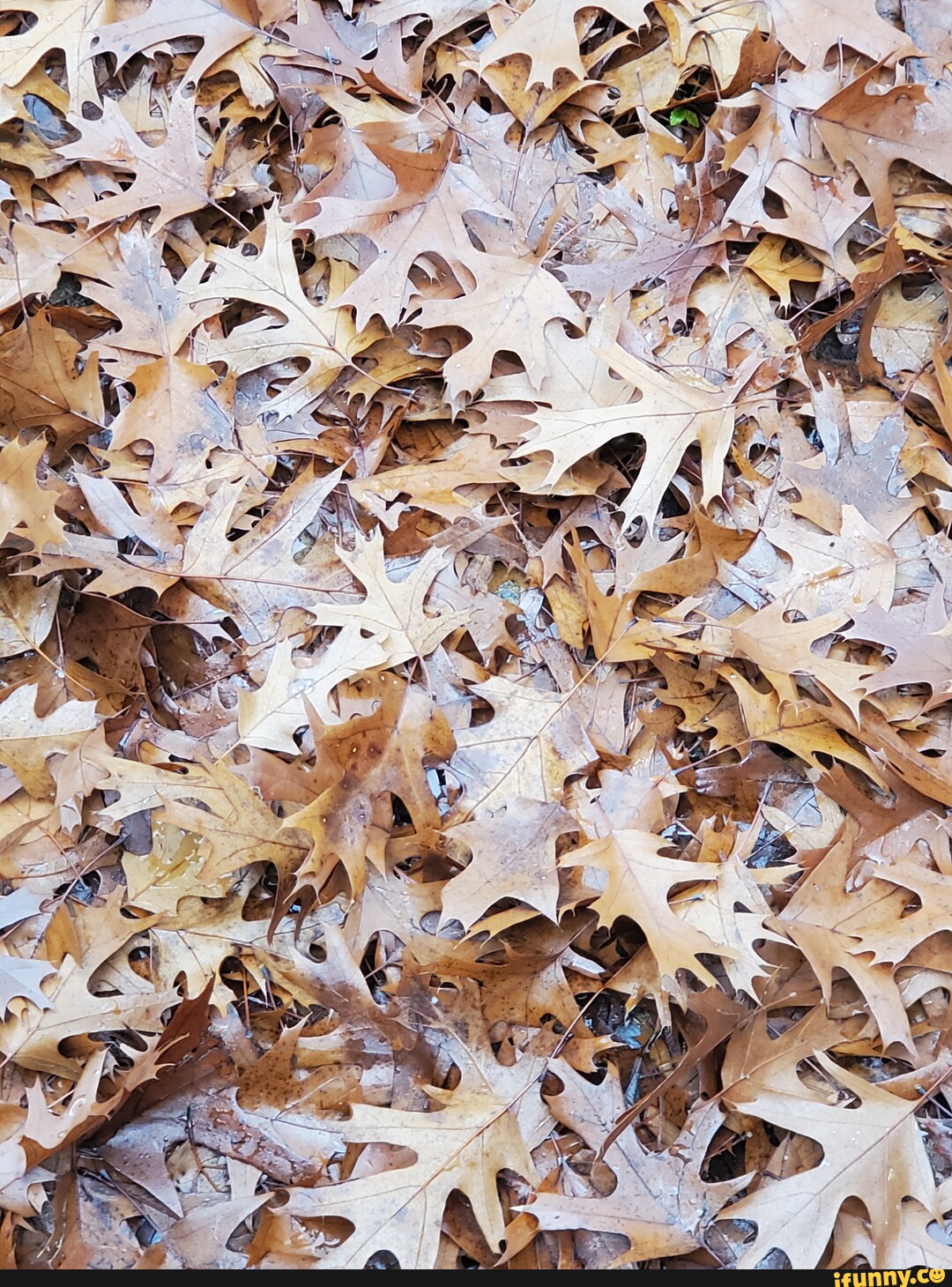 Seasickness memes. Best Collection of funny Seasickness pictures on iFunny