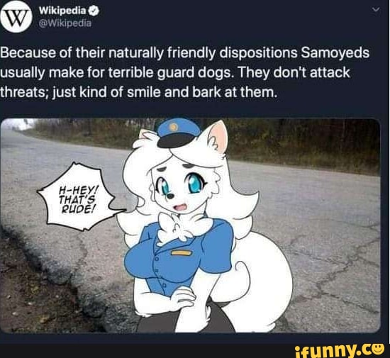 Samoyeds memes. Best Collection of funny Samoyeds pictures on iFunny