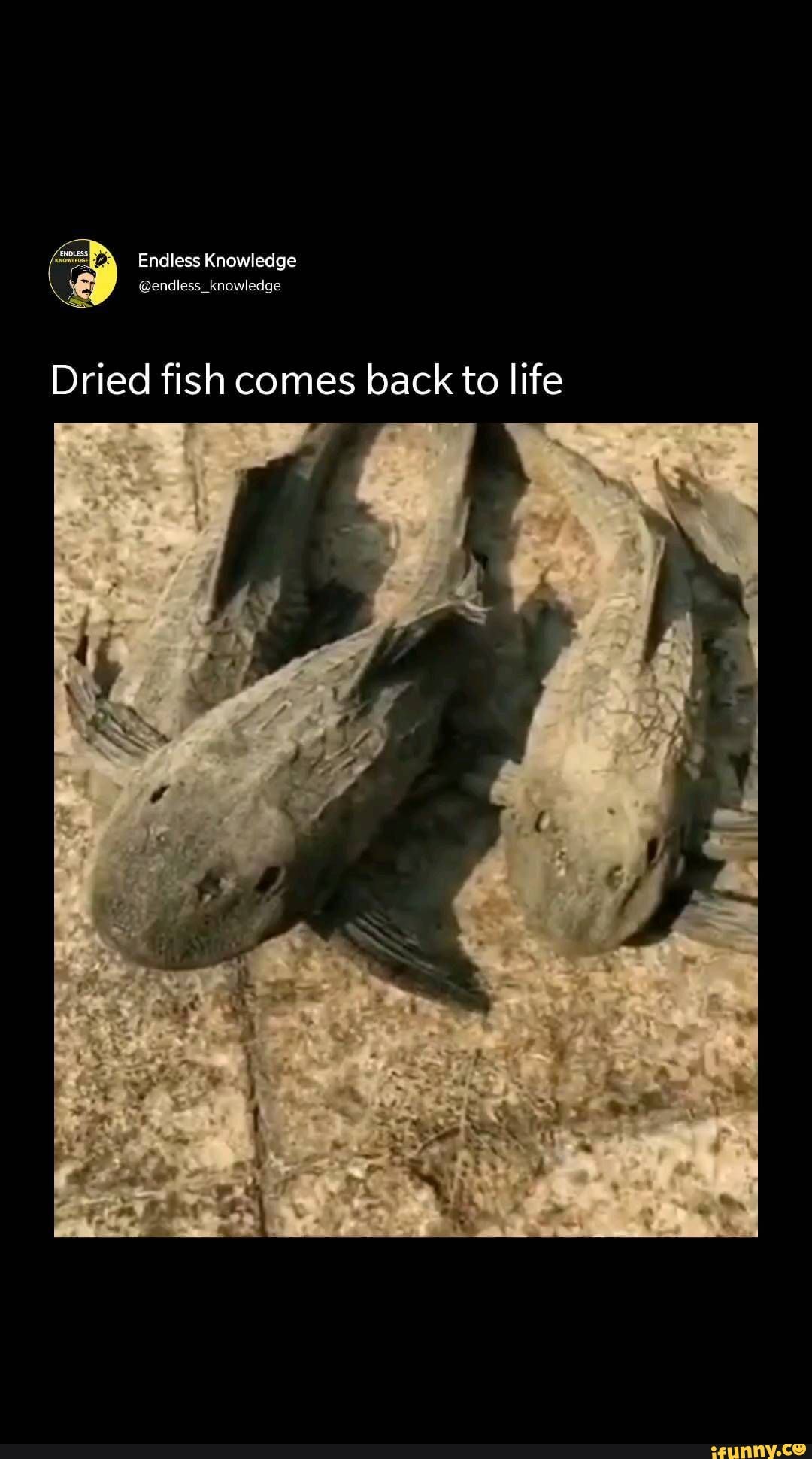 This fish can live without water for 30 days! 😮🤯 #endlessknowledge # ...