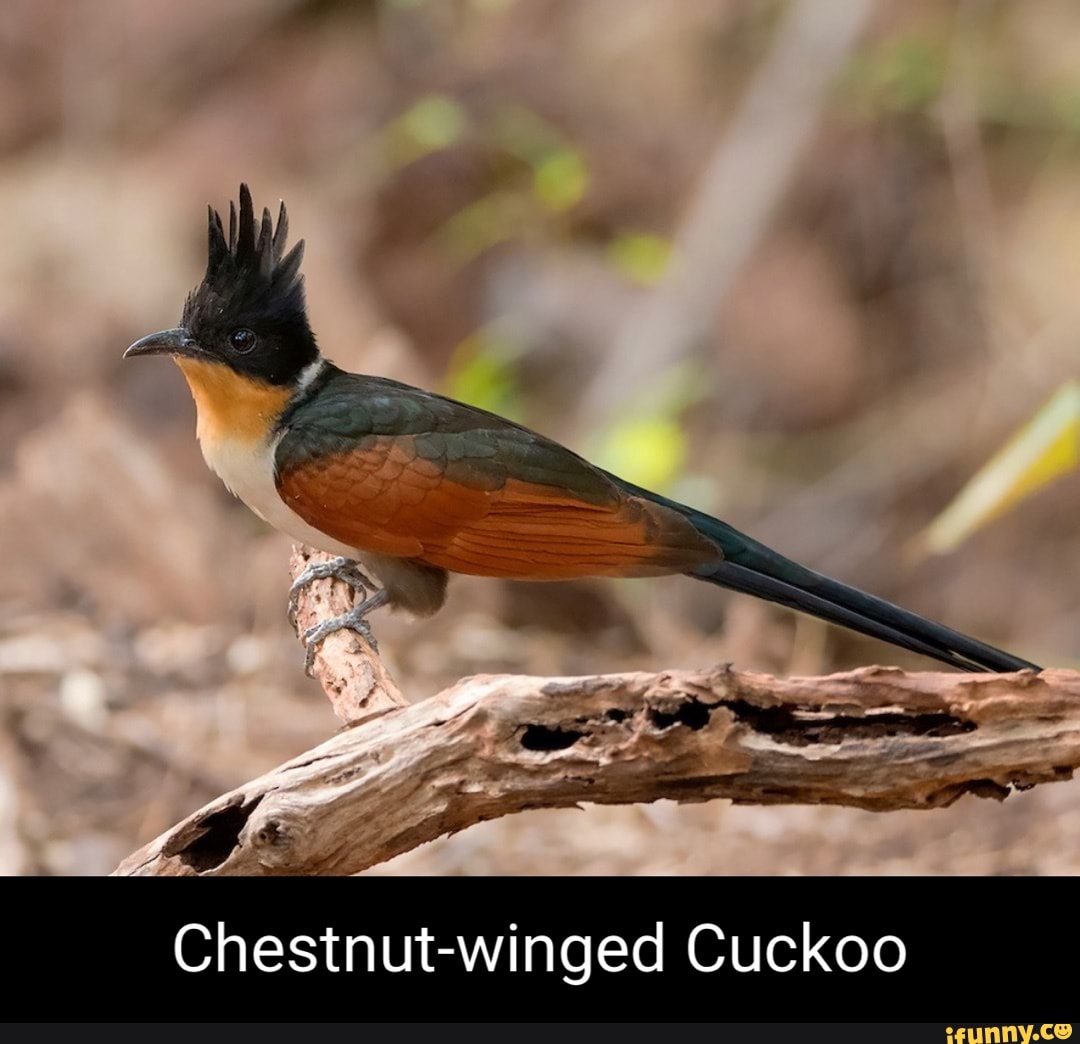 Chestnut memes. Best Collection of funny Chestnut pictures on iFunny