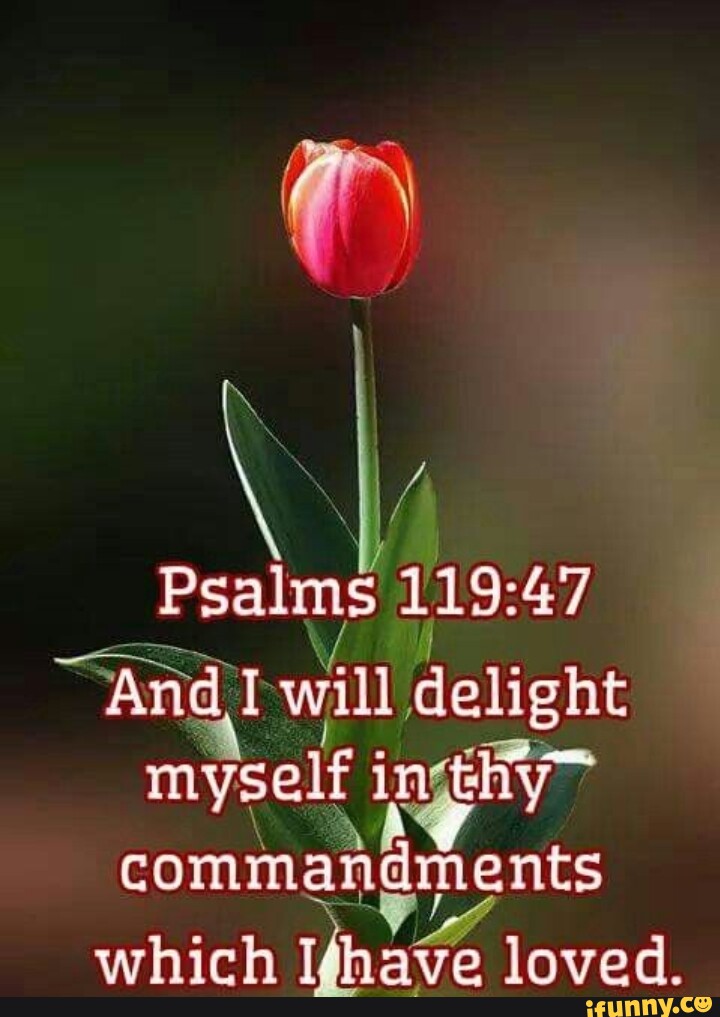 Commandments memes. Best Collection of funny Commandments pictures on ...