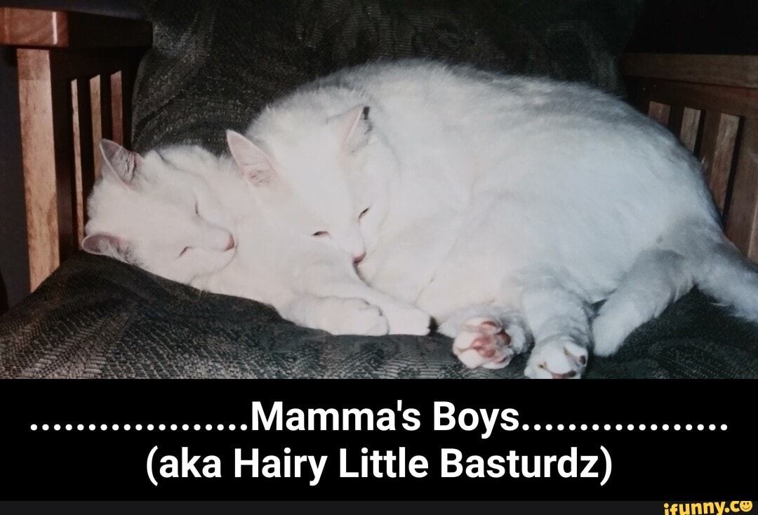 Brotherly_love memes. Best Collection of funny Brotherly_love pictures ...