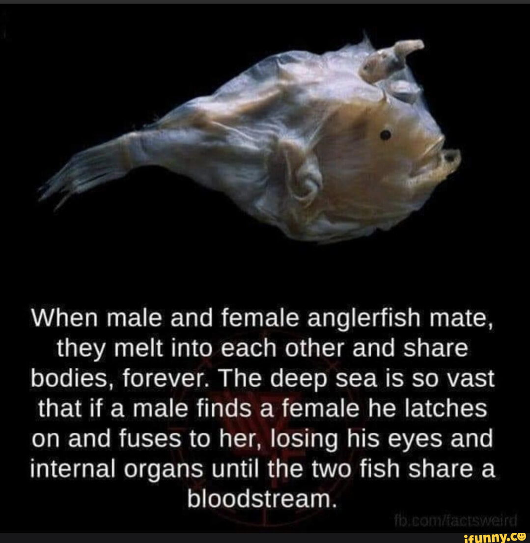 When male and female anglerfish mate, they melt into each other and ...