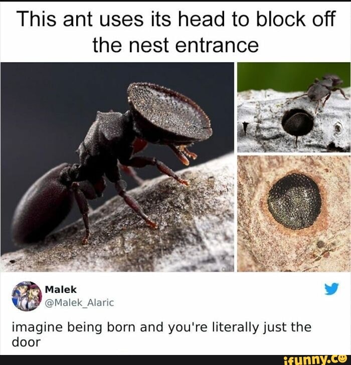 Block memes. Best Collection of funny Block pictures on iFunny