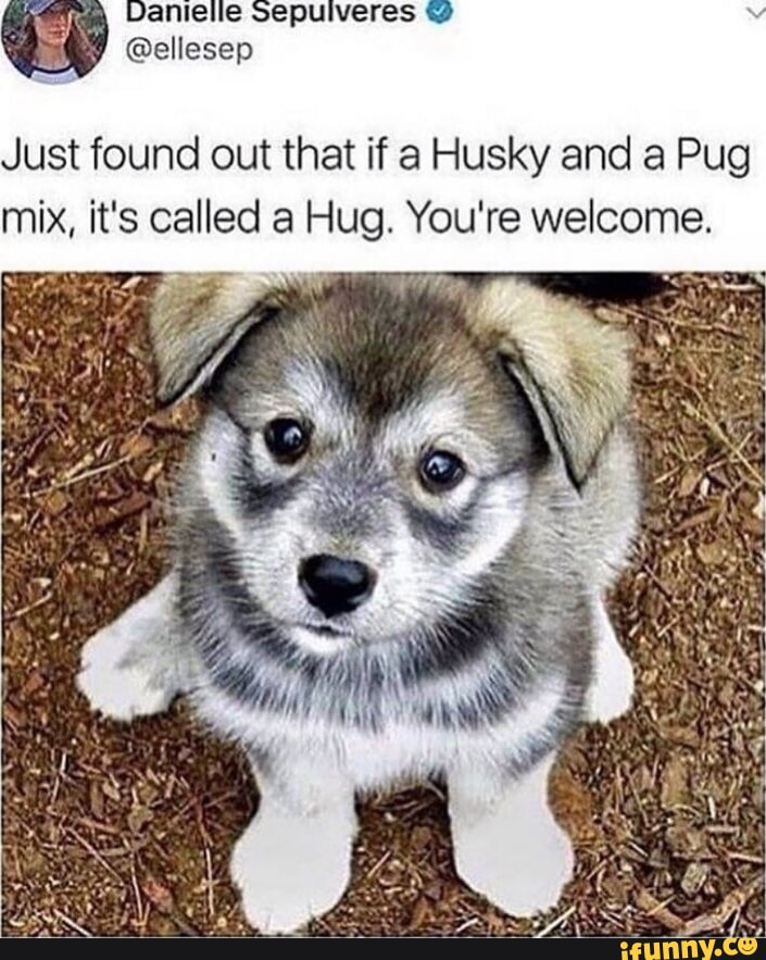 Funny Dog Memes Husky