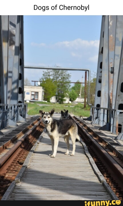 Dogs of Chernobyl - iFunny