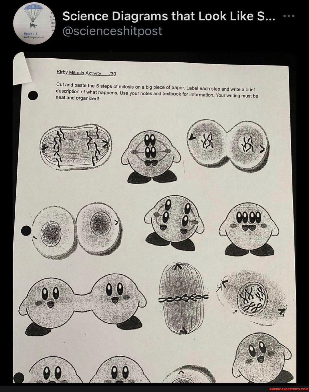 Science Diagrams that Look Like S... @scienceshitpost Kirby Mitosis ...