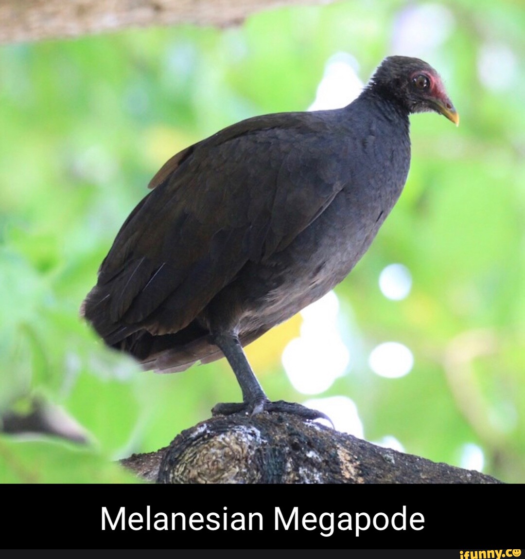 Megapode memes. Best Collection of funny Megapode pictures on iFunny