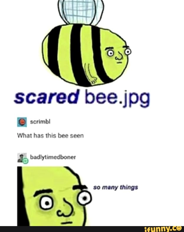Scared bee.jpg scrimot What has this bee seen badlytimedboner $0 many ...