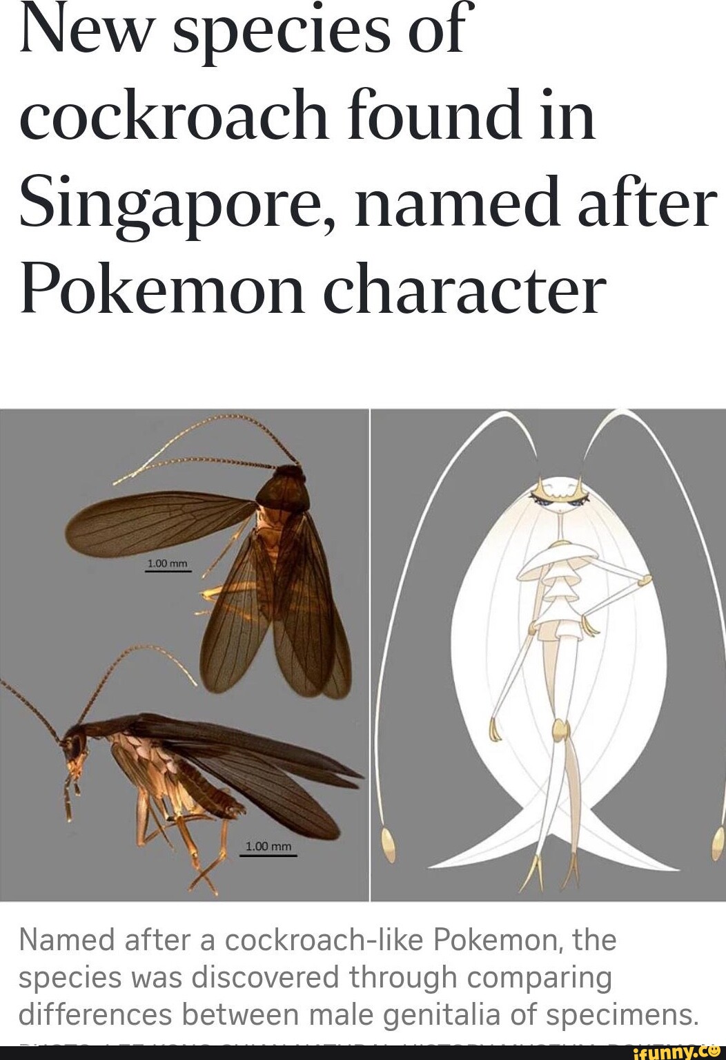 New species of cockroach found in singapore, named after Pokemon ...