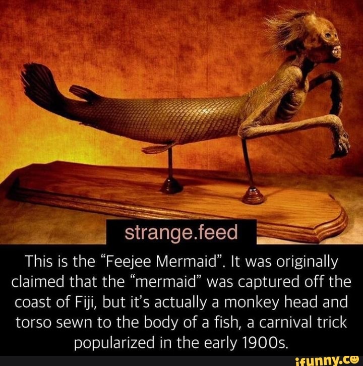 This is the “Feejee Mermaid". It was originally claimed that the ...