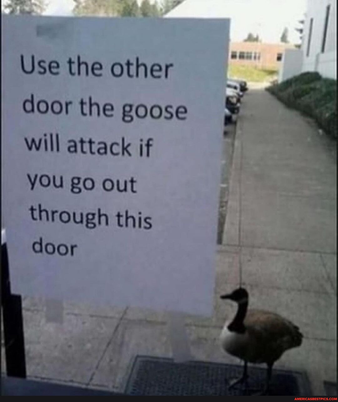 N/A - Use the other door the goose will attack if YOU go out through ...
