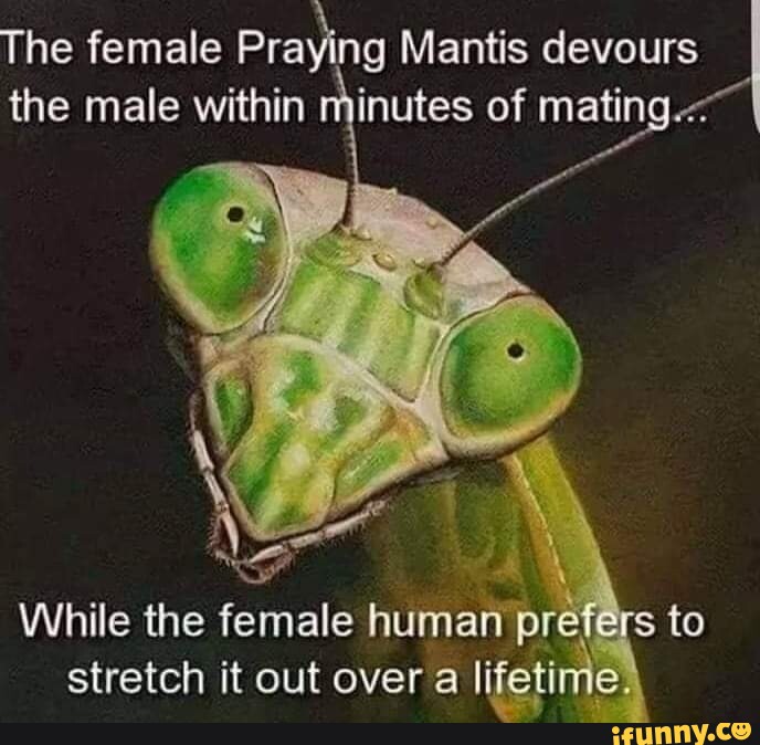 Mating In Human Male And Female