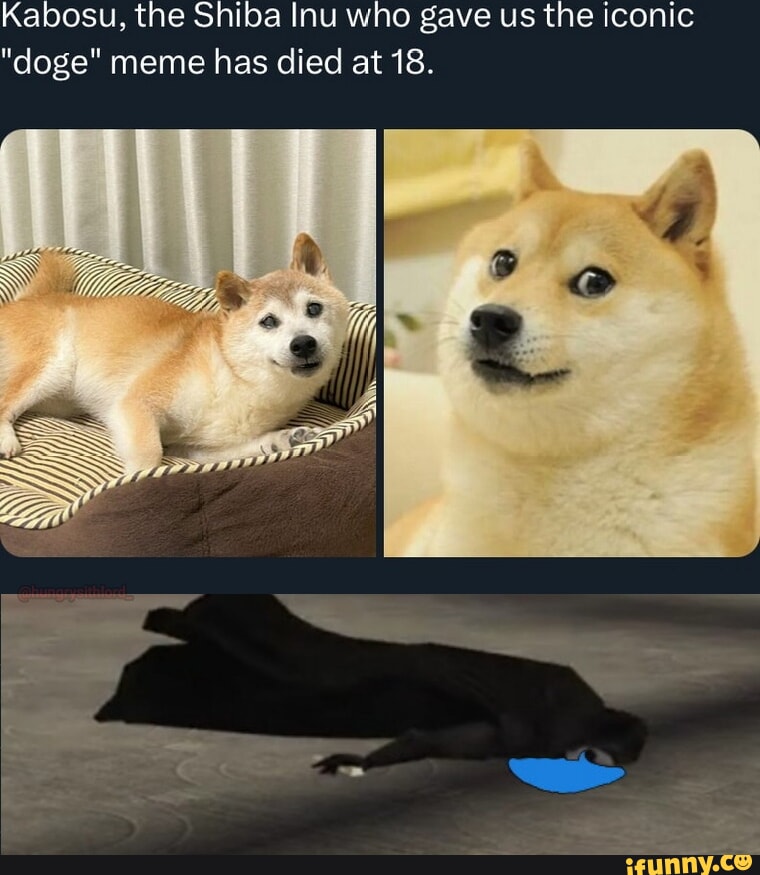 Kabosu, the Shiba Inu who gave us the iconic "doge" meme has died at 18. - iFunny