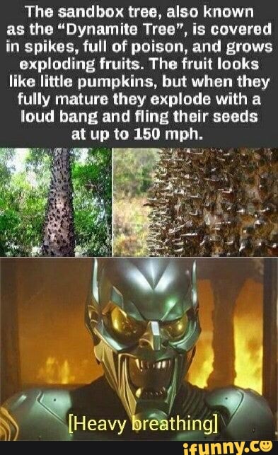 The sandbox tree, also known as the "Dynamite Tree", is covered in ...