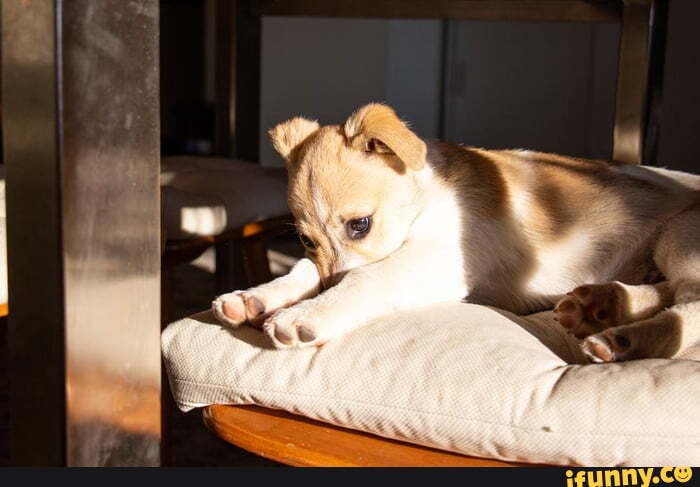 Suko memes. Best Collection of funny Suko pictures on iFunny