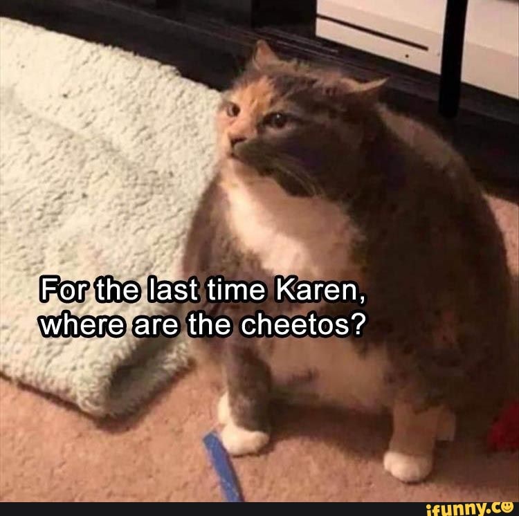 Chonky_cat memes. Best Collection of funny Chonky_cat pictures on iFunny